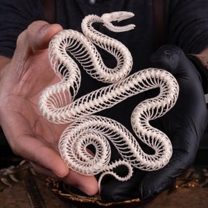 Snake Skeleton on Vintage Frame, Taxidermy Art Snake, Gothic Wall Decor ...