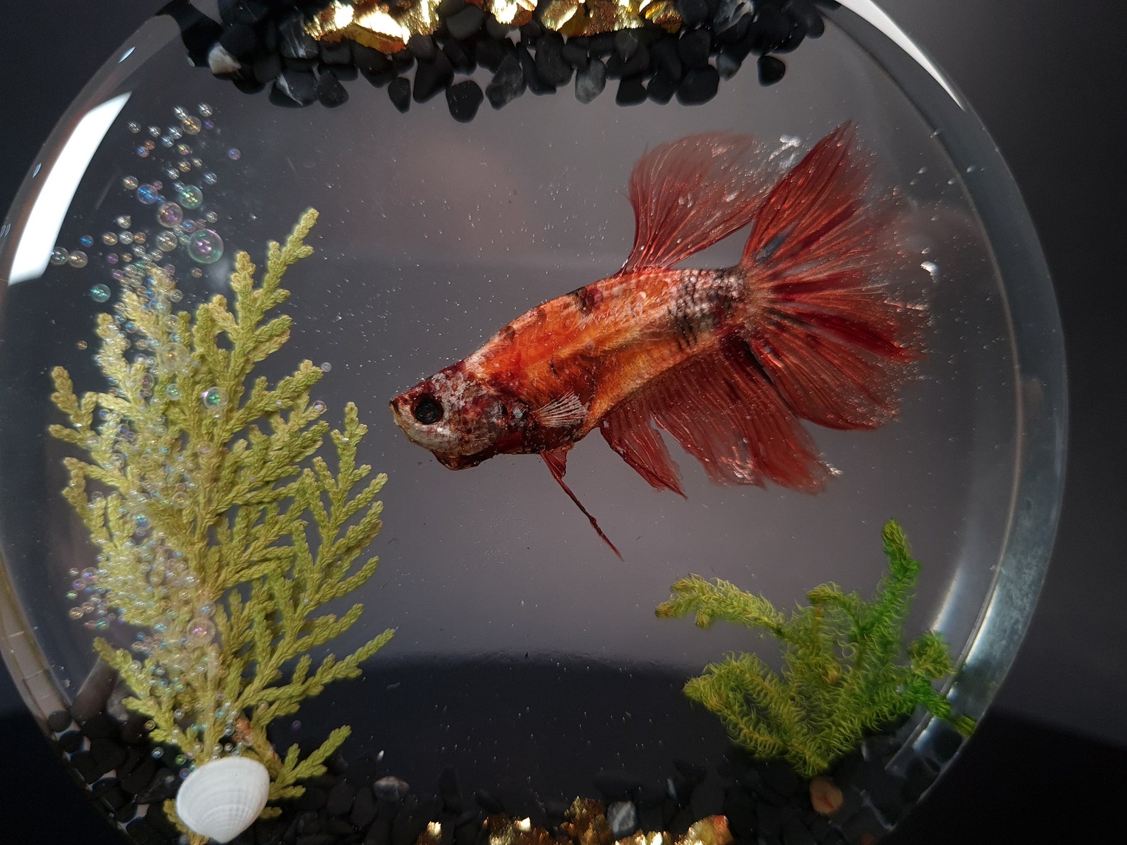 Real BETTA FISH Mummified Fish Fish Taxidermy Resin Art - Etsy