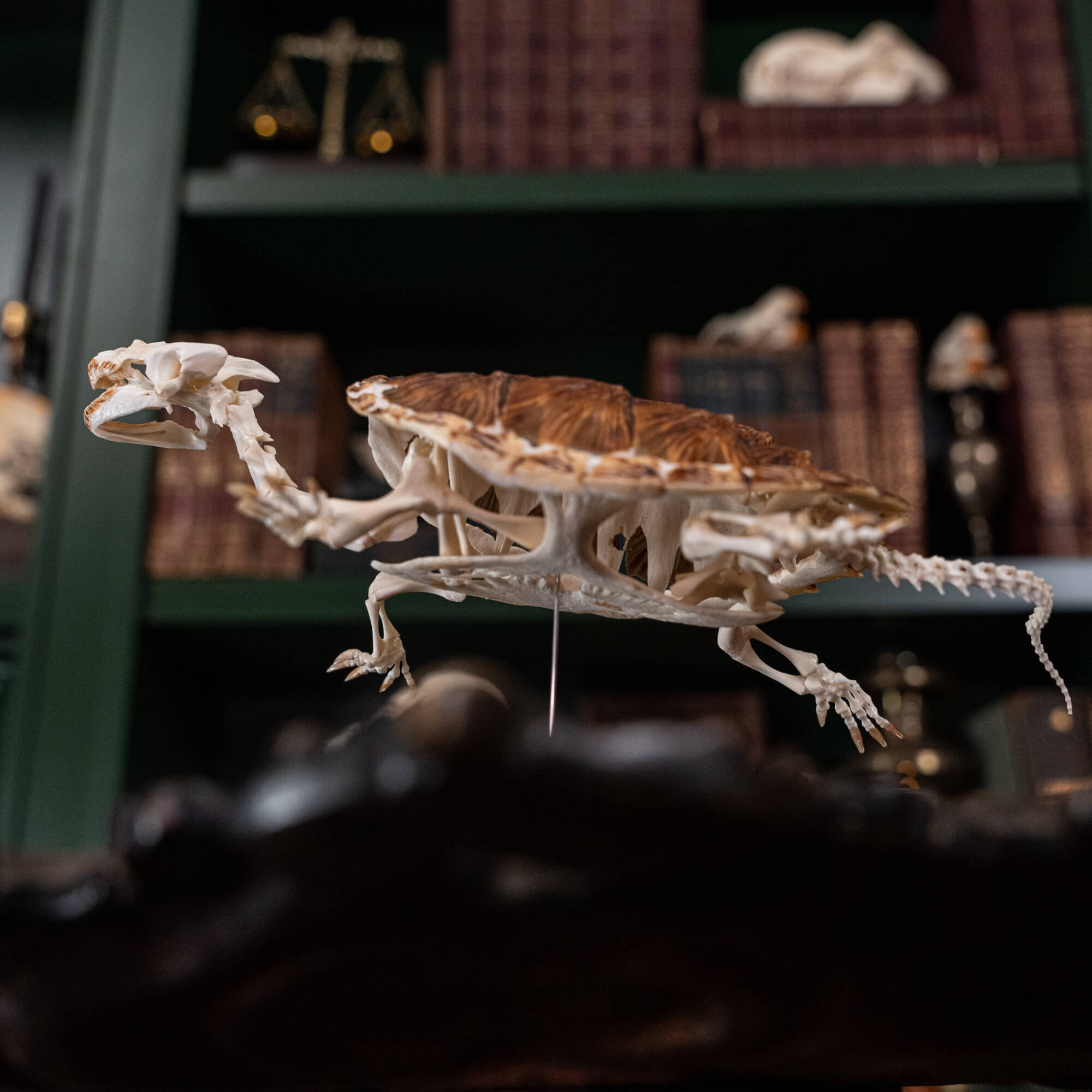 Snapping Turtle Skeleton