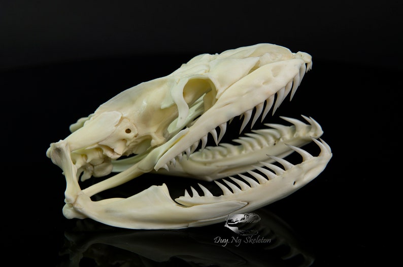 Real Huge Python Skull 10.5 cm Snake articulation Taxidermy | Etsy