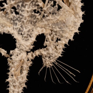 Real Starry Batfish Skeleton, Fish Taxidermy, Halieutaea Sp on Vintage ...