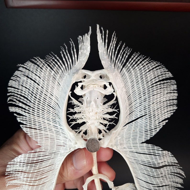 Real STINGRAY Skeleton Magnet Mounting Fish Taxidermy in - Etsy