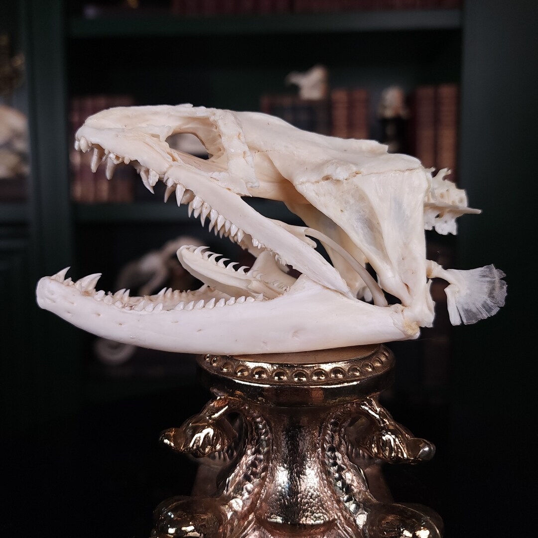 Real Moray Eel Skull 12 Cm Some Broken Teeth Monster Fish - Etsy