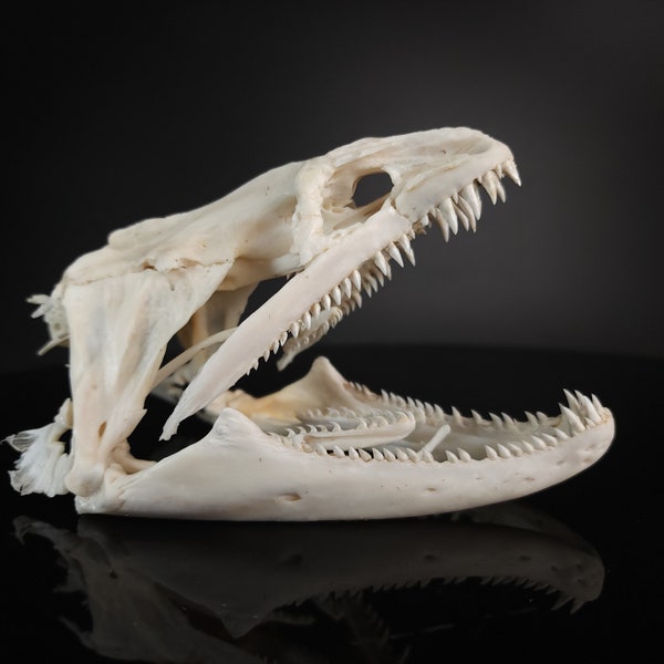 Moray Eel - Etsy