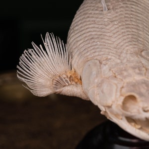 Real Senegal Bichir Fish Skeleton, Polypterus Senegalus, Real Dragon ...