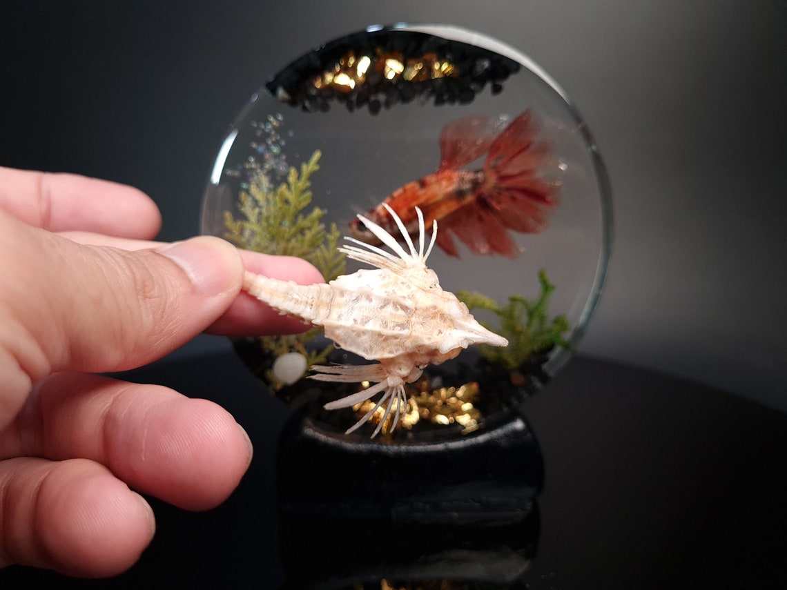 Real BETTA FISH Mummified Fish Fish Taxidermy Resin Art - Etsy