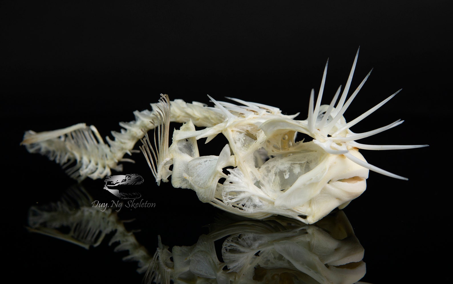 REAL Porcupine Fish Pufferfish skeleton Articulation Fish | Etsy