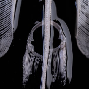 Real Stingray Skeleton on Vintage Frame, Stingray Taxidermy, Fish ...