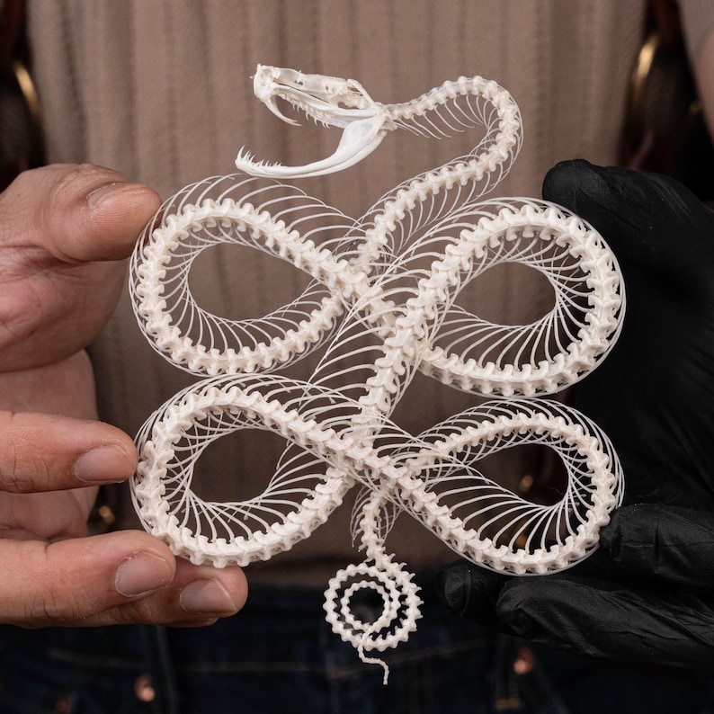 Real Viper Snake Skeleton Taxidermy: Gothic Altar Decor in Vintage ...