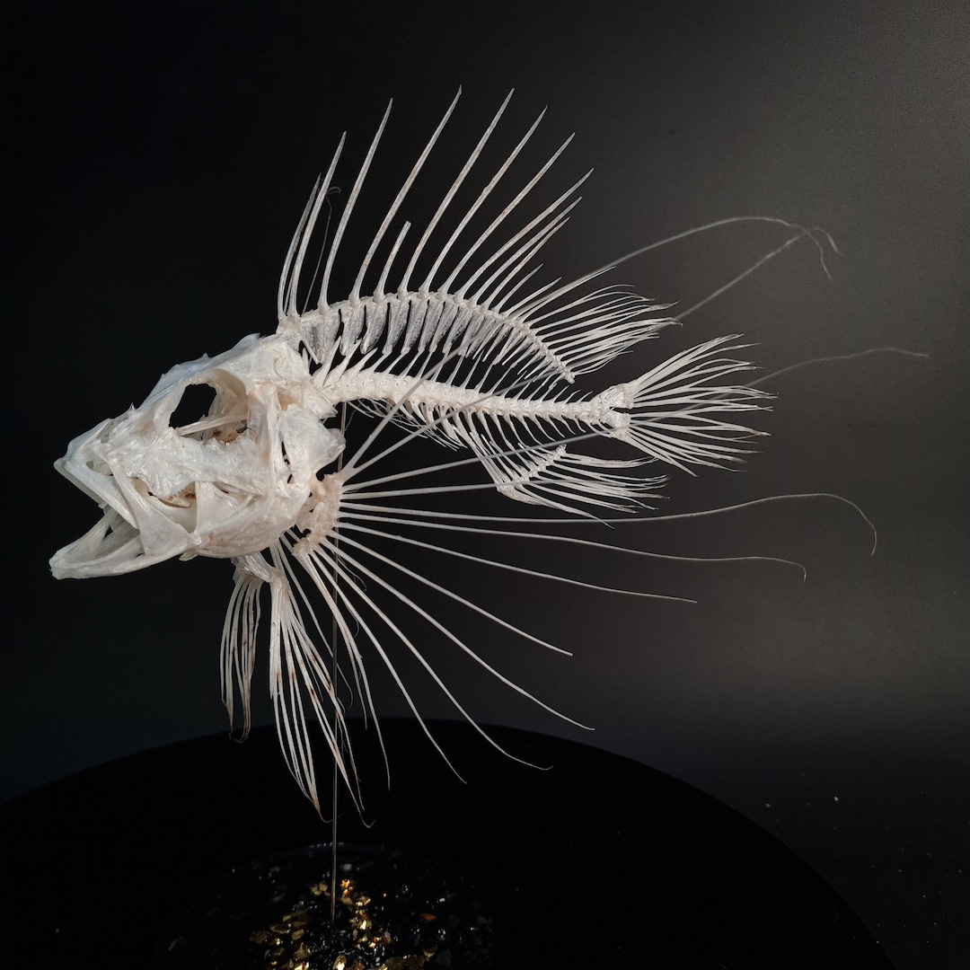 Real Lionfish Skeleton, Dendrochirus, Fish Taxidermy, on Display Base ...