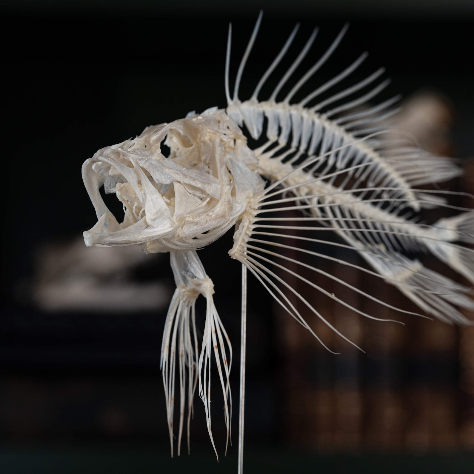 Real Lionfish Skeleton, Dendrochirus, Fish Taxidermy, on Queen Chess ...