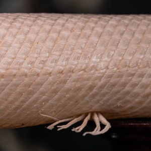 Alligator Gar Skeleton Real Fish Taxidermy, Oddities Curiosities ...