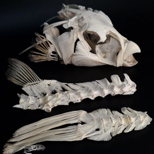 Real Silver Toadfish Skull, Silver Toadfish Skeleton, Lagocephalus ...