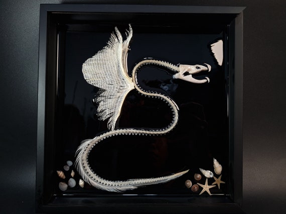 LEVIATHAN Real Moray Eel Skeleton With Stingray Wings Fish - Etsy Ireland