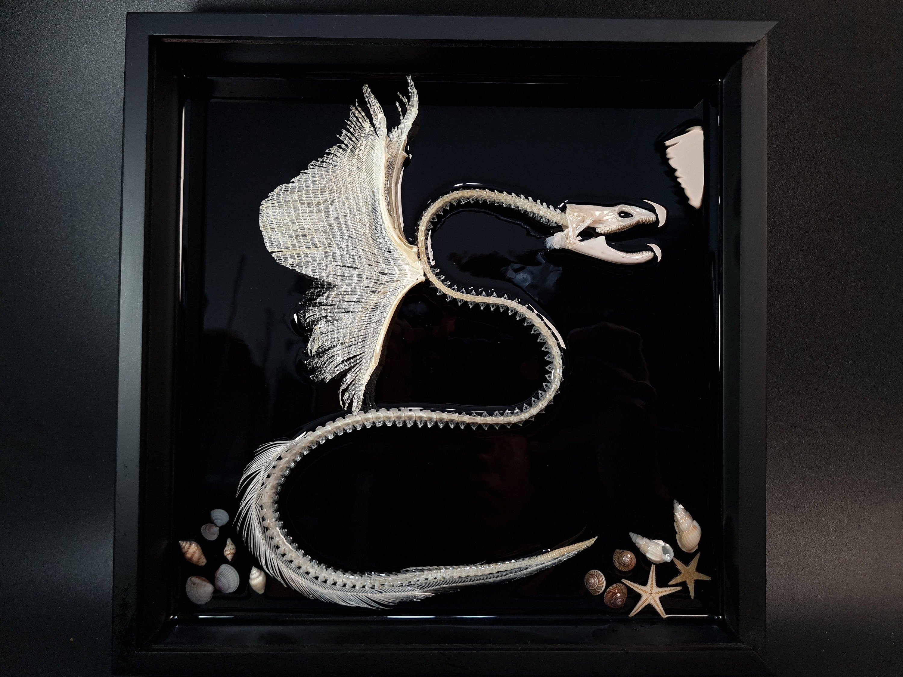 LEVIATHAN Real Moray Eel Skeleton With Stingray Wings Fish - Etsy Ireland