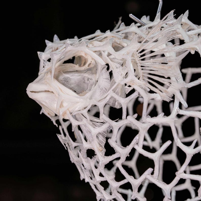 Pufferfish Skeleton Fish Taxidermy, Porcupinefish, Balloonfish ...