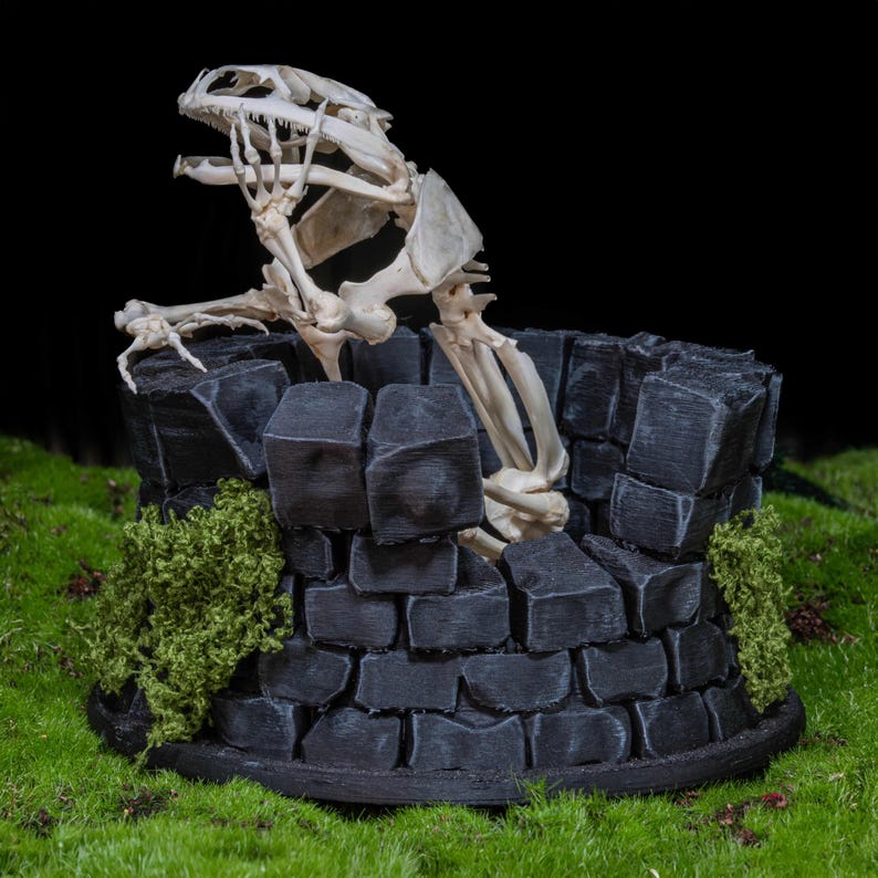 Real Frog Skeleton in Stone Well – Real Frog Taxidermy – Memento Mori ...