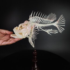 Real Red Scorpionfish Skeleton Poisonous Fish Scorpaena - Etsy