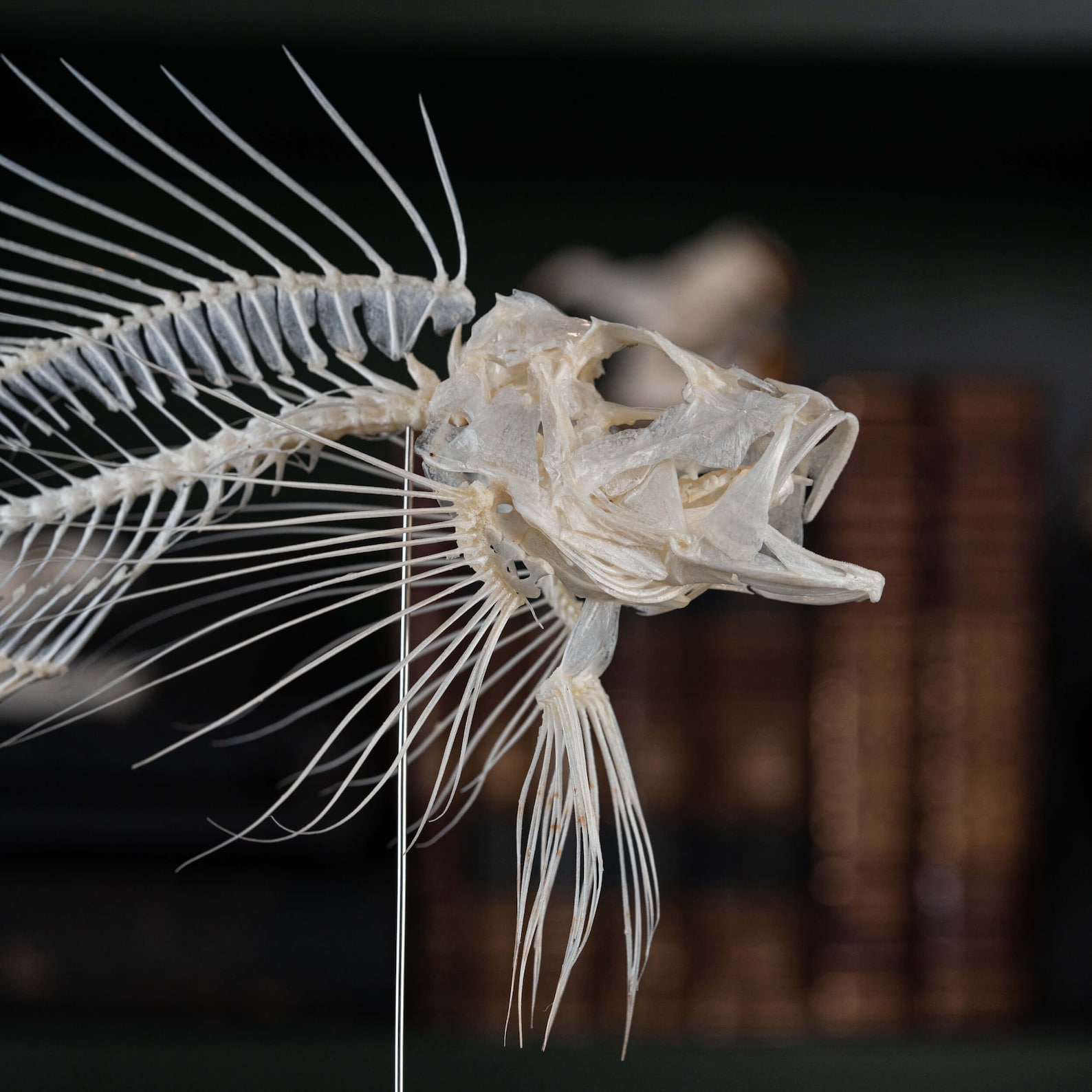 Real Lionfish Skeleton, Dendrochirus, Fish Taxidermy, on Queen Chess ...