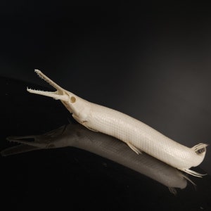 Real Alligator Gar Skeleton, Fish Taxidermy, - Etsy