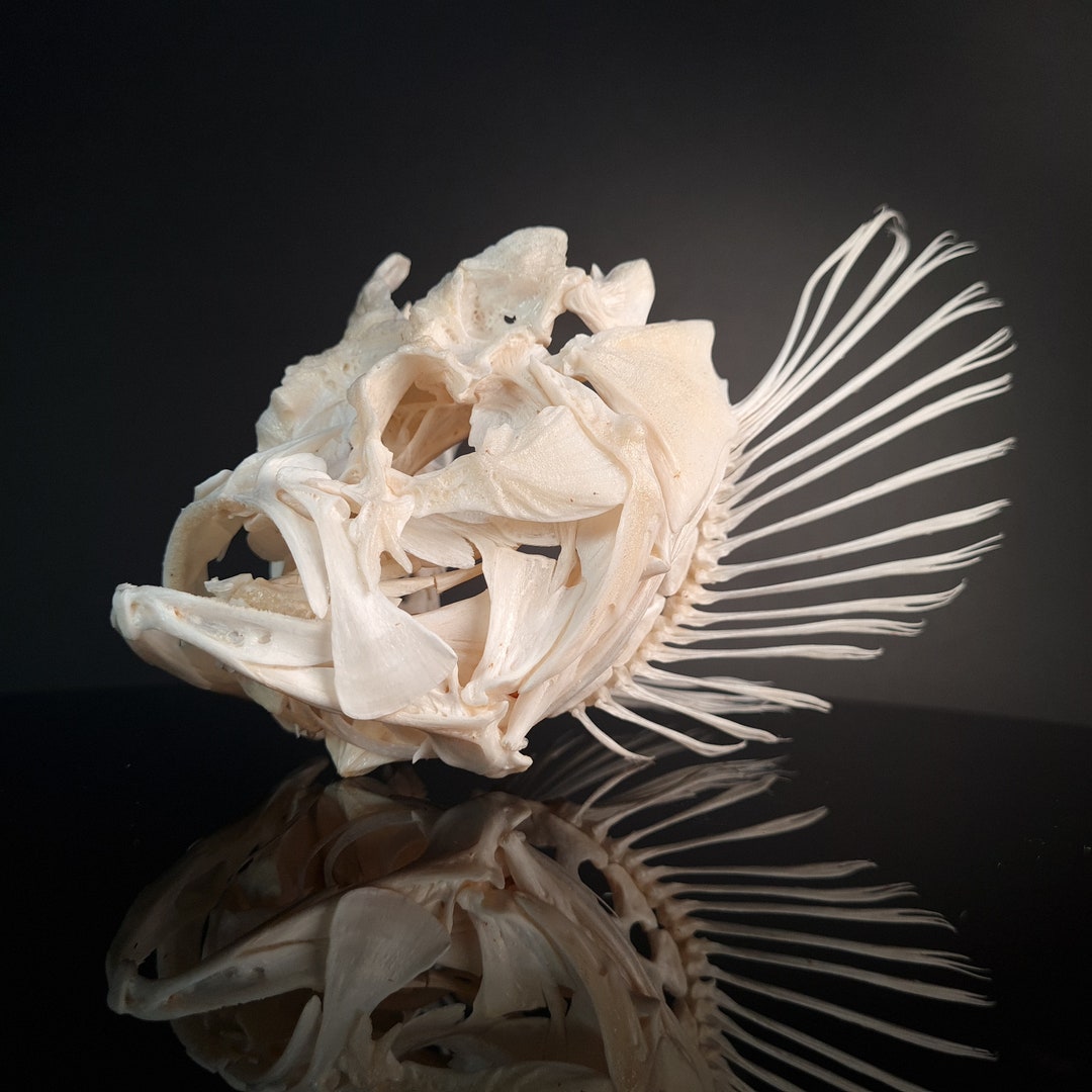 Real Stonefish Skeleton Poisonous Fish Fish Taxidermy - Etsy