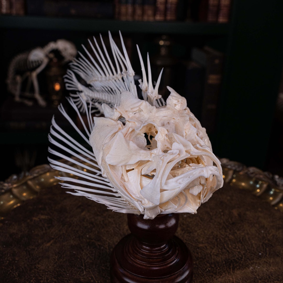Esqueleto real de pez piedra, pez venenoso, taxidermia de peces ...