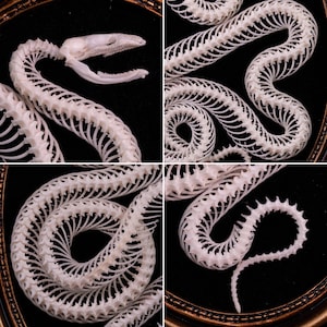Snake Skeleton on Vintage Frame, Taxidermy Art Snake, Gothic Wall Decor ...