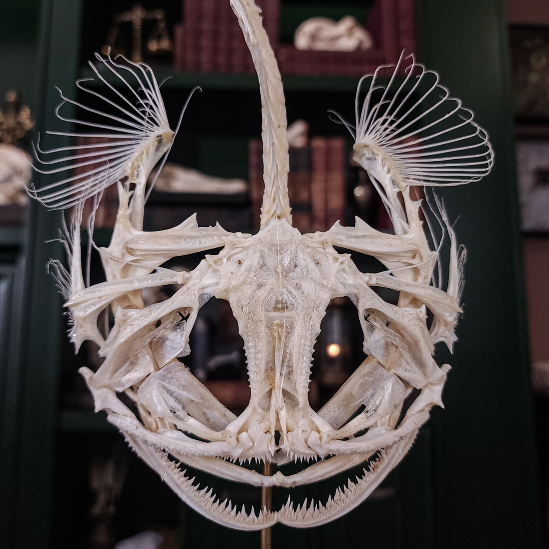 Real Monkfish Skeleton, Lophius, Frog Fish, Sea Devils Monster Fish ...