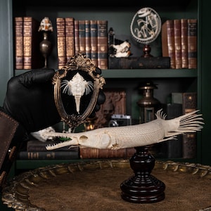 Alligator Gar Skeleton Real Fish Taxidermy, Oddities Curiosities ...