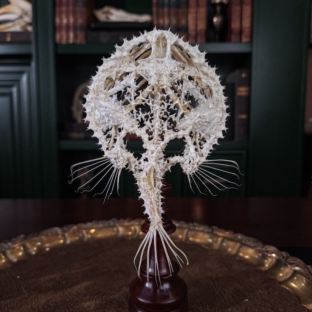 Real Starry Seabat, Batfish, Fish Skeleton Taxidermy, Minipizza Seabat ...