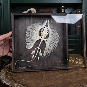 Stingray Skeleton Real Fish Taxidermy - Oddities Collector Marine ...