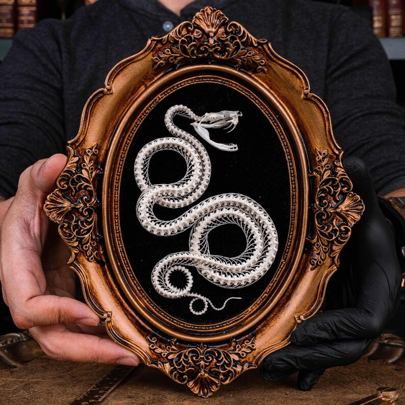 Framed Viper Snake Skeleton: Gothic Natural History Wall Art - Etsy ...