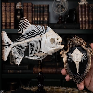 Real Pacu Fish Skeleton, Gothic Home Decor, Oddities and Curiosities ...