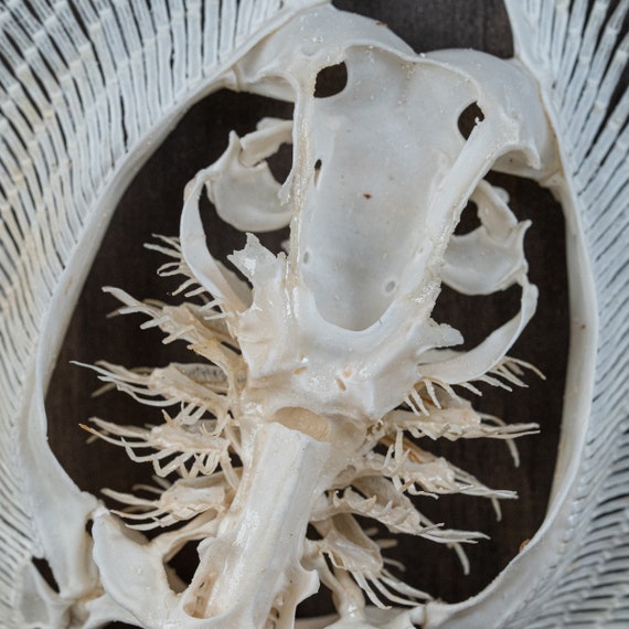Stingray Bones