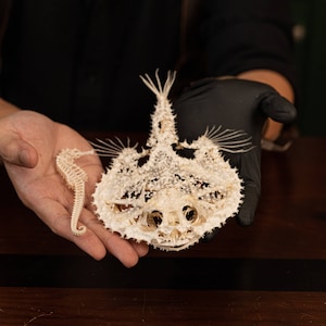 Real Starry Batfish Skeleton Fish Taxidermy Halieutaea Sp - Etsy