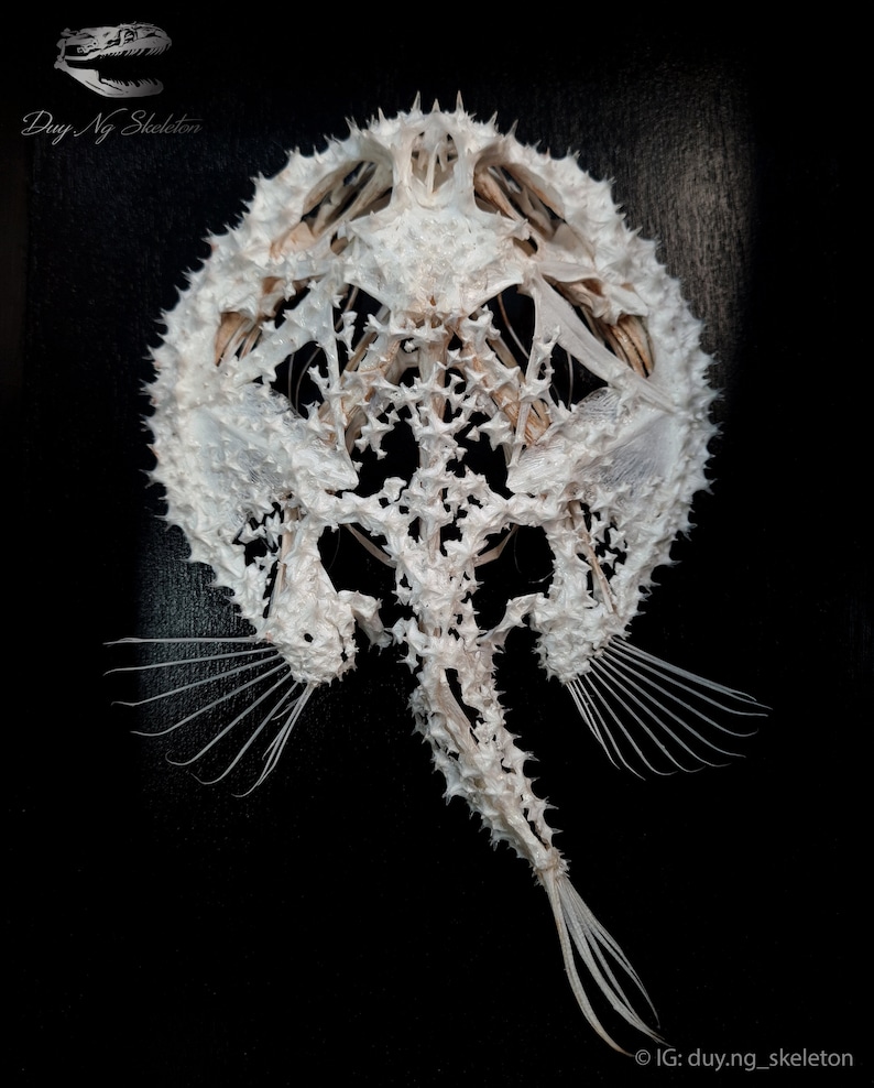 Real Starry Batfish Skeleton Fish Taxidermy Halieutaea Sp - Etsy