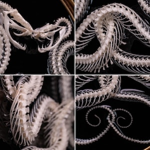 Real Snake Skeleton on Vintage Frame, Caduceus Ouroboros Snake ...