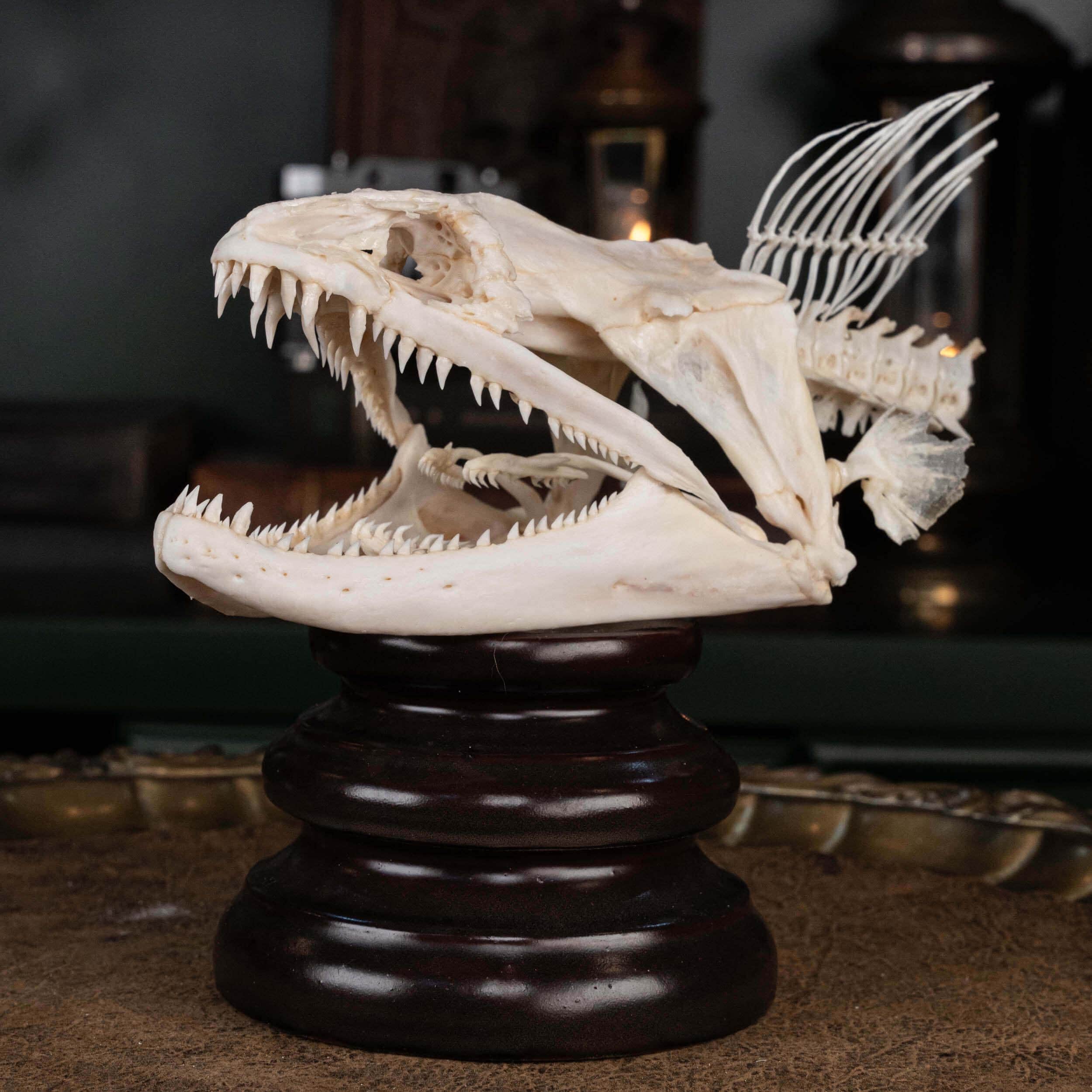 Real Moray Eel Skull 12 Cm, Monster Fish Taxidermy, Pharyngeal Jaw ...
