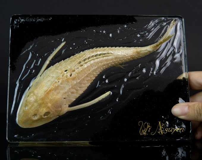 Real Pleco Skeleton Articulation Taxidermy Embeded in Resin | Etsy