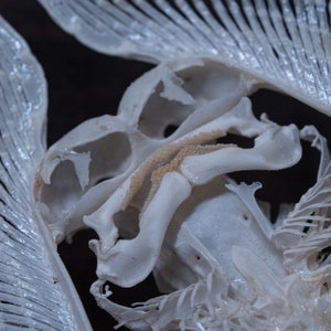 Stingray Skeleton Real Fish Taxidermy - Oddities Collector Marine ...