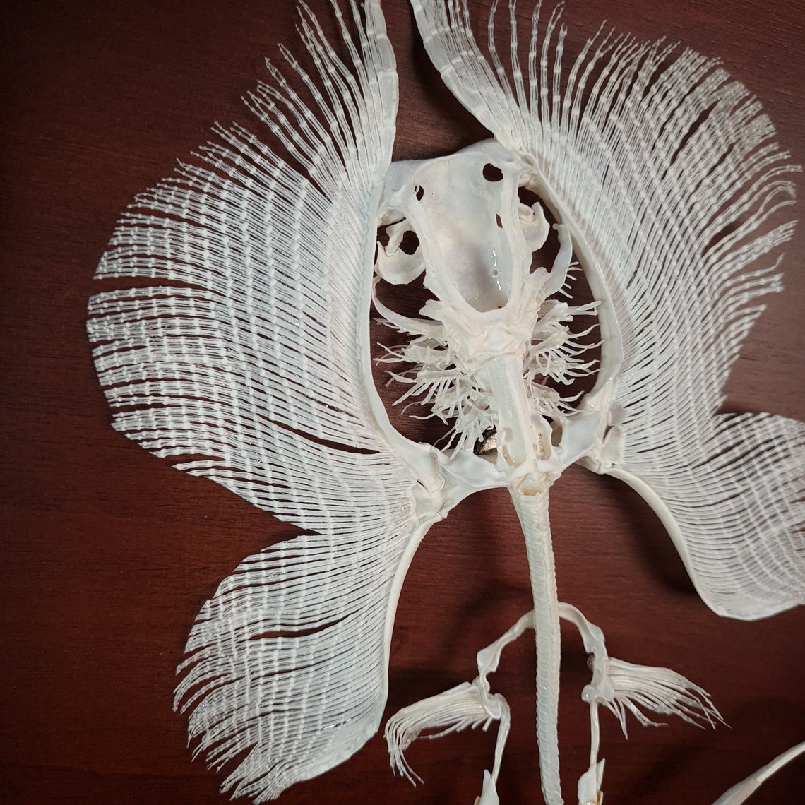 Real STINGRAY Skeleton Magnet Mounting Fish Taxidermy in - Etsy