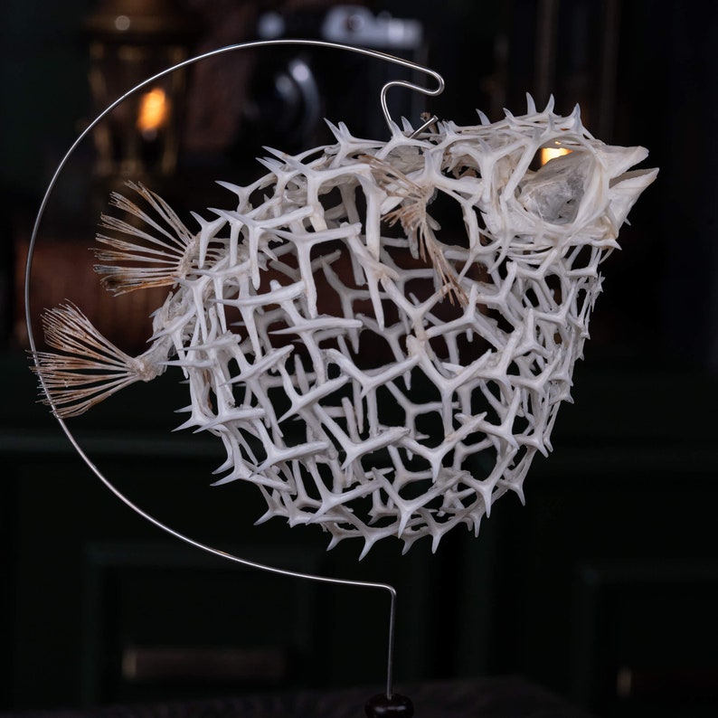 Real Pufferfish Skeleton, Fish Taxidermy, Porcupine Fish - Etsy