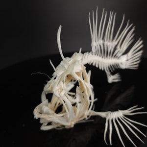 Real Frogfish Skeleton, Anglerfish, Antennariidae, Fish Taxidermy ...