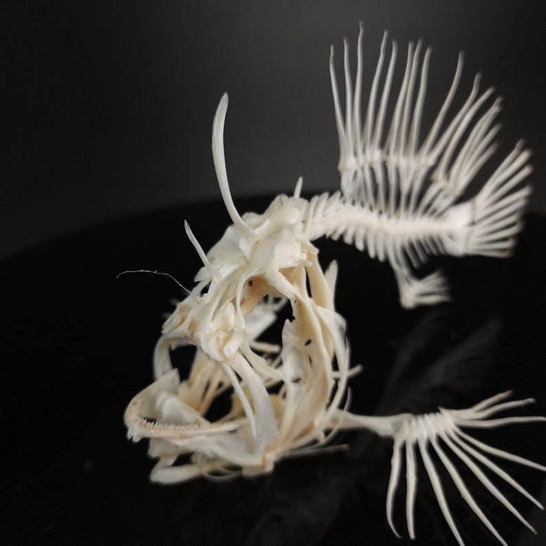 Real Frogfish Skeleton, Anglerfish, Antennariidae, Fish Taxidermy ...