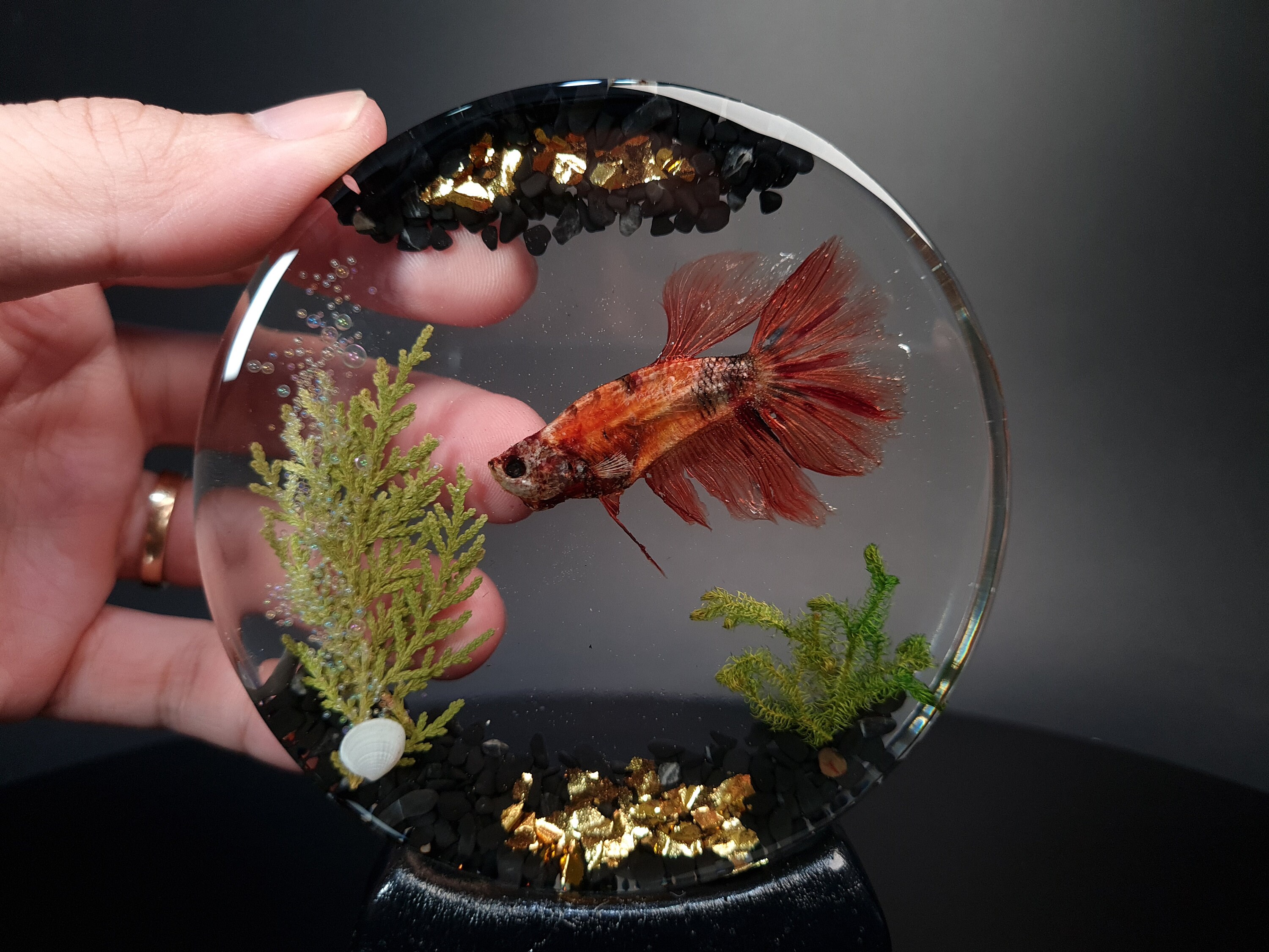 Real BETTA FISH Mummified Fish Fish Taxidermy Resin Art - Etsy