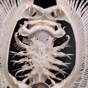 Stingray Skeleton Real Fish Taxidermy | Nautical Gothic Decor, Ocean ...