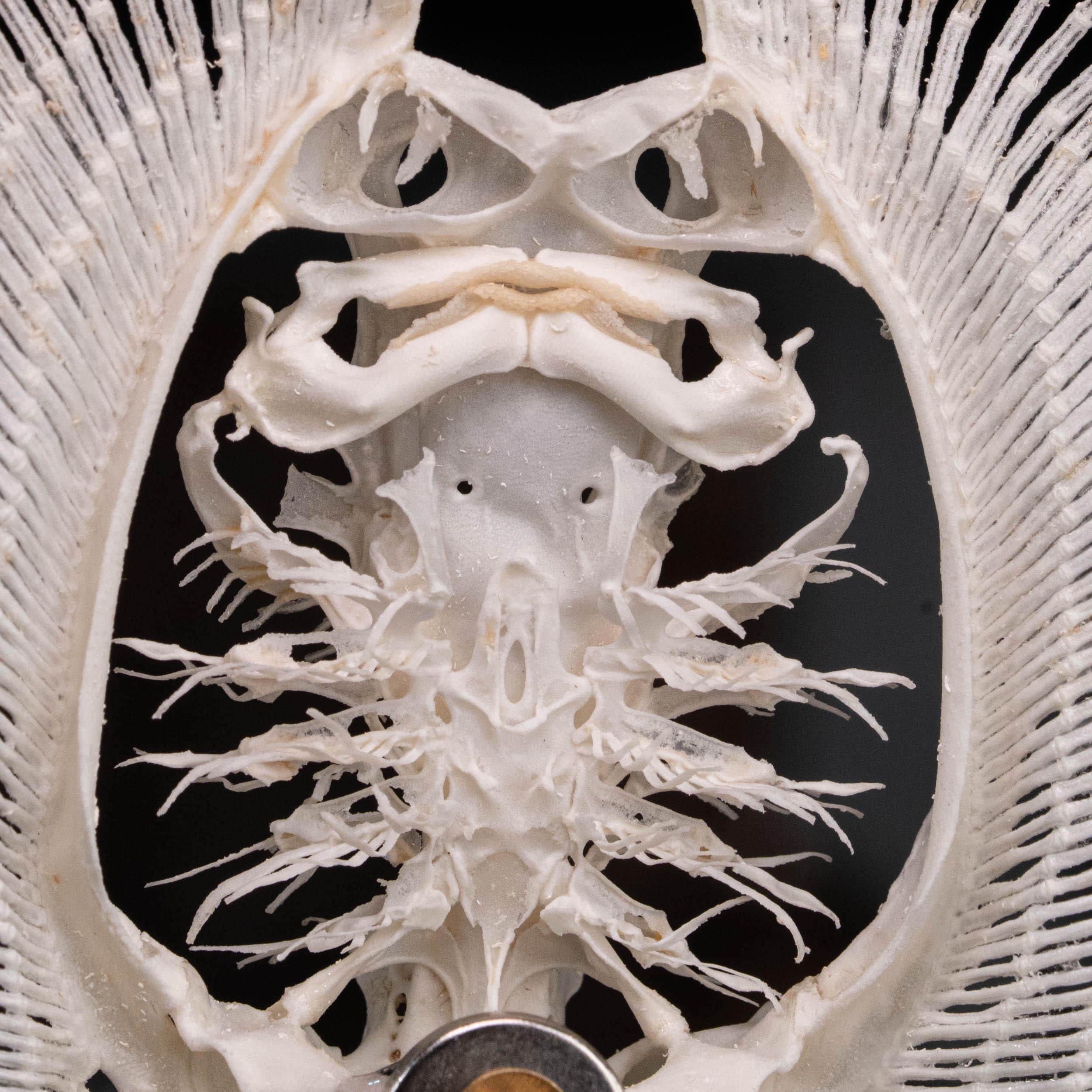 Stingray Skeleton Real Fish Taxidermy | Nautical Gothic Decor, Ocean ...