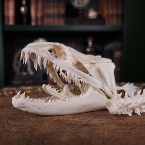 Real Moray Eel Skull 10cm Decor Taxidermy Fish Skeleton Oddity ...