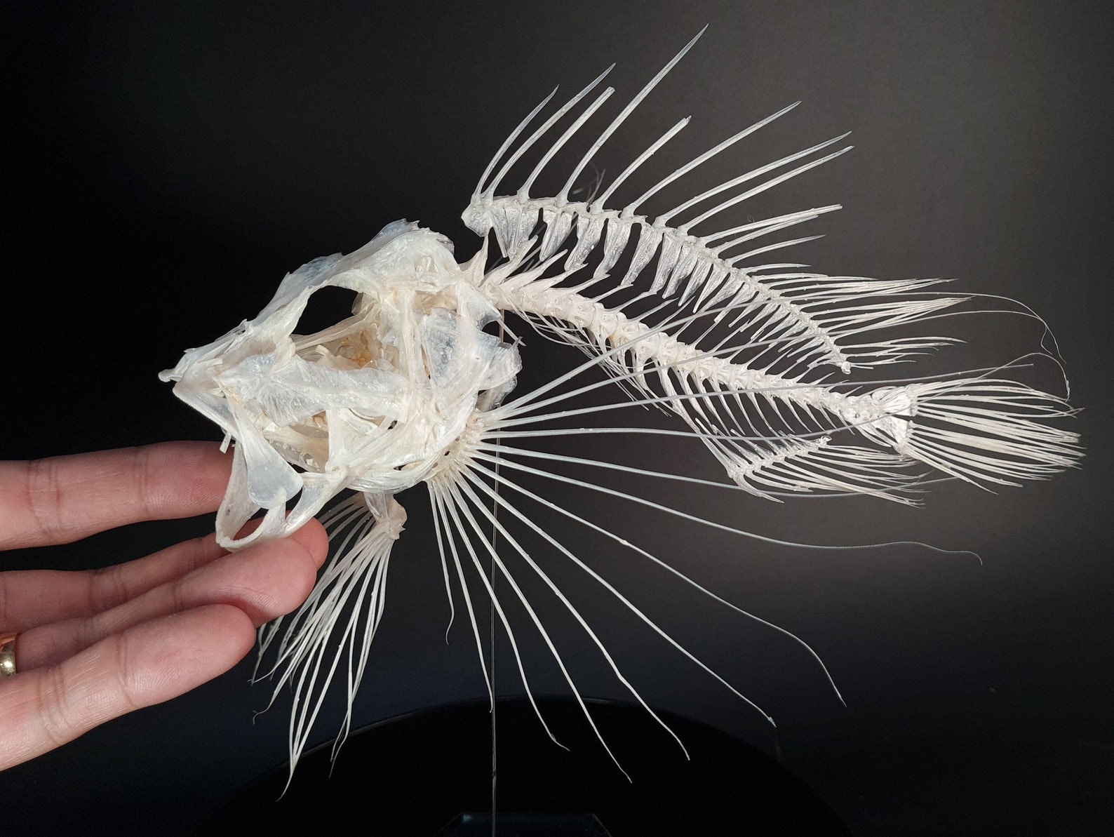 Real Lionfish Skeleton 23 Cm Dendrochirus Fish Taxidermy on | Etsy