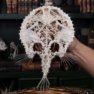 Real Starry Batfish Skeleton, Fish Taxidermy, Halieutaea Sp Bones ...